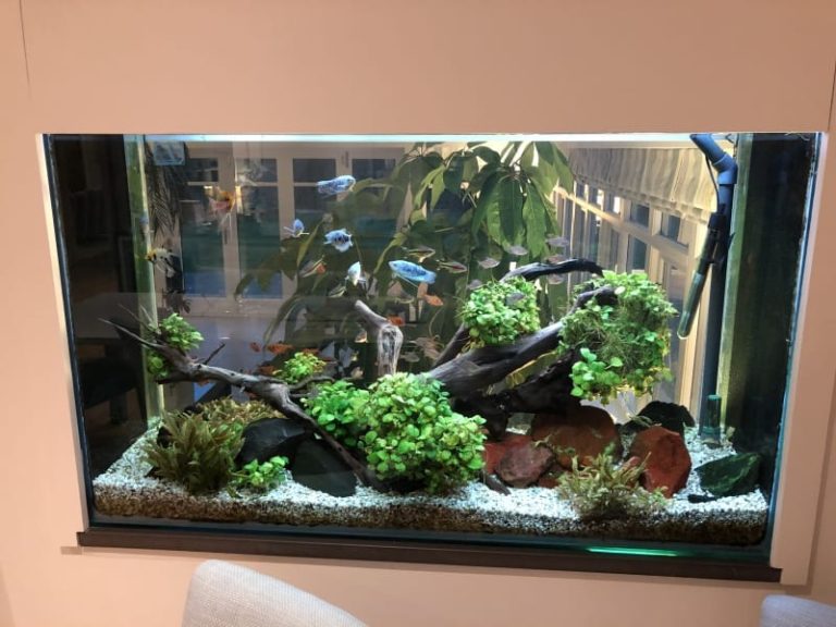 Freshwater Planted Aquarium - Aquatechniques